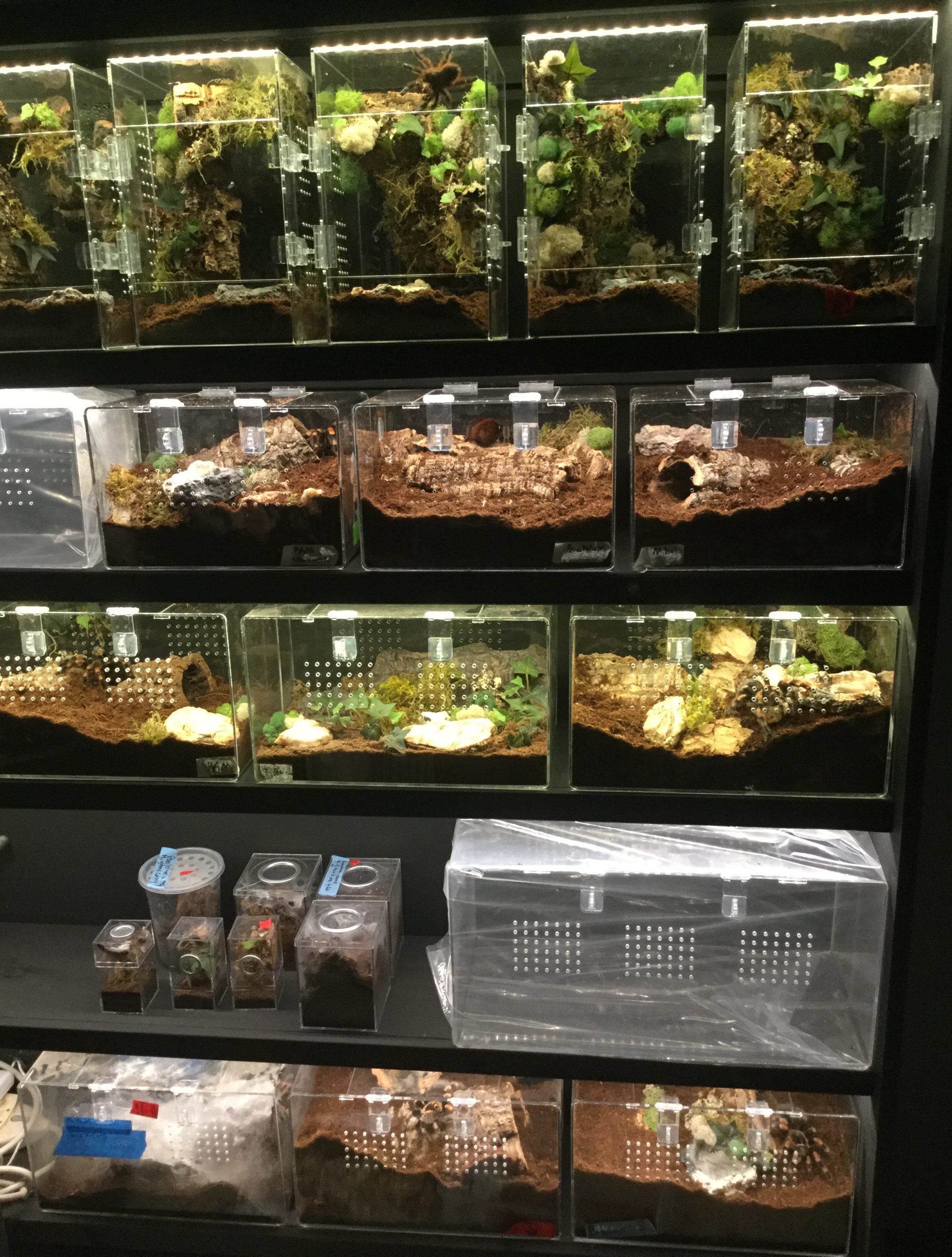 Jamie's Tarantula Blog – It's everything tarantula… and more!