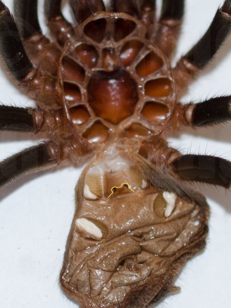 Determining the gender of a tarantula – Jamie's Tarantula Blog