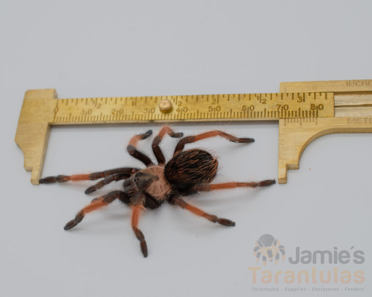 How to measure outstretched diagonal leg-span “DLS” – Jamie's Tarantula ...