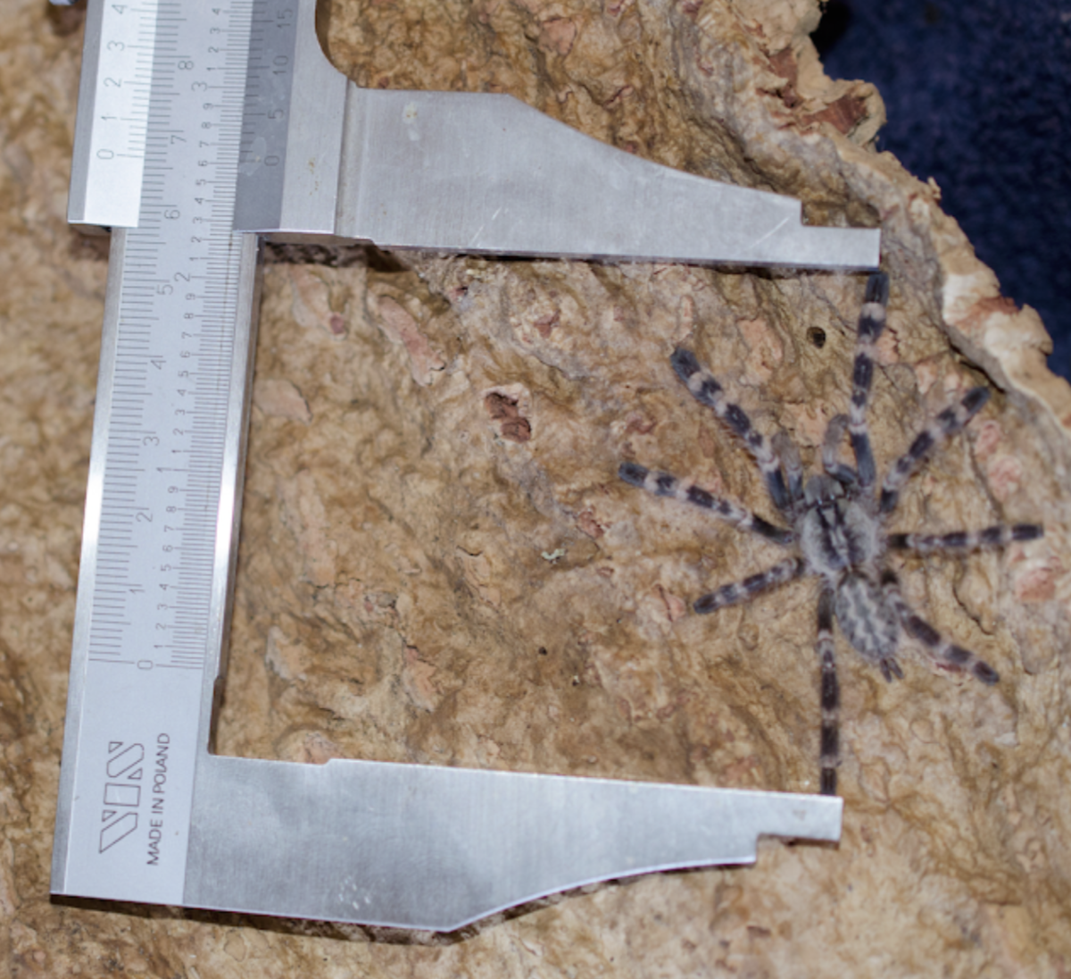 How to measure outstretched diagonal leg-span “DLS” – Jamie's Tarantula ...