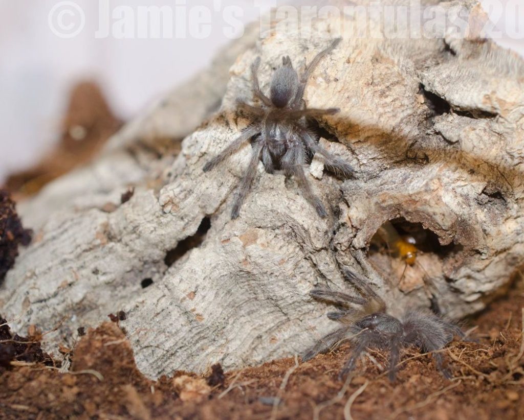 Assembling a Communal Enclosure for 10 M. balfouri – Jamie's Tarantula Blog