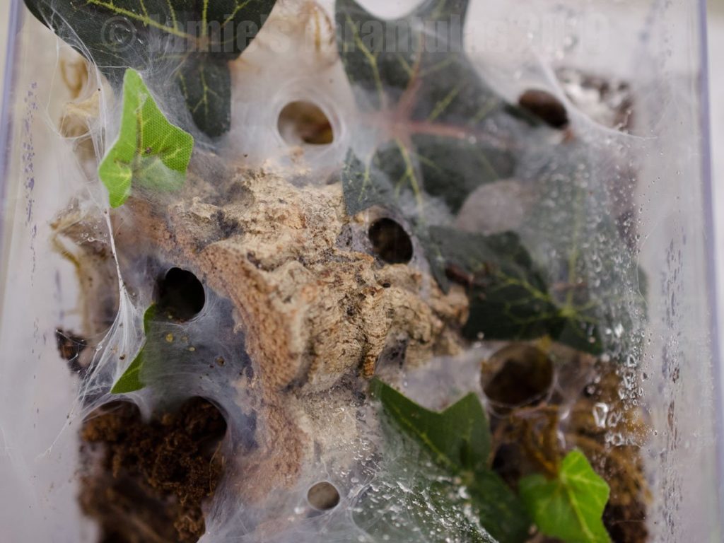 Want to start a tarantula communal? Here are some basic communal tips ...