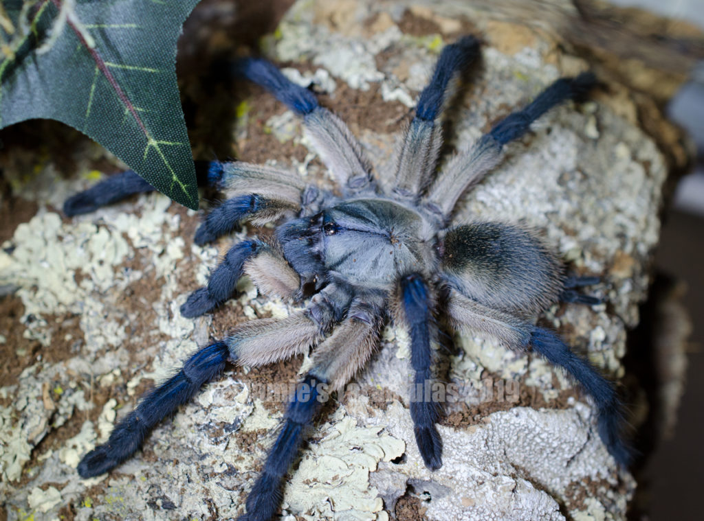 Monocentropus balfouri (Socotra Island Blue Baboon) Care Sheet – Jamie ...