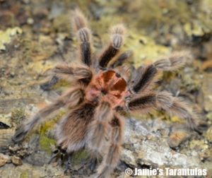 Grammostola porteri (Pink Rose Hair) Care Sheet – Jamie's Tarantula Blog