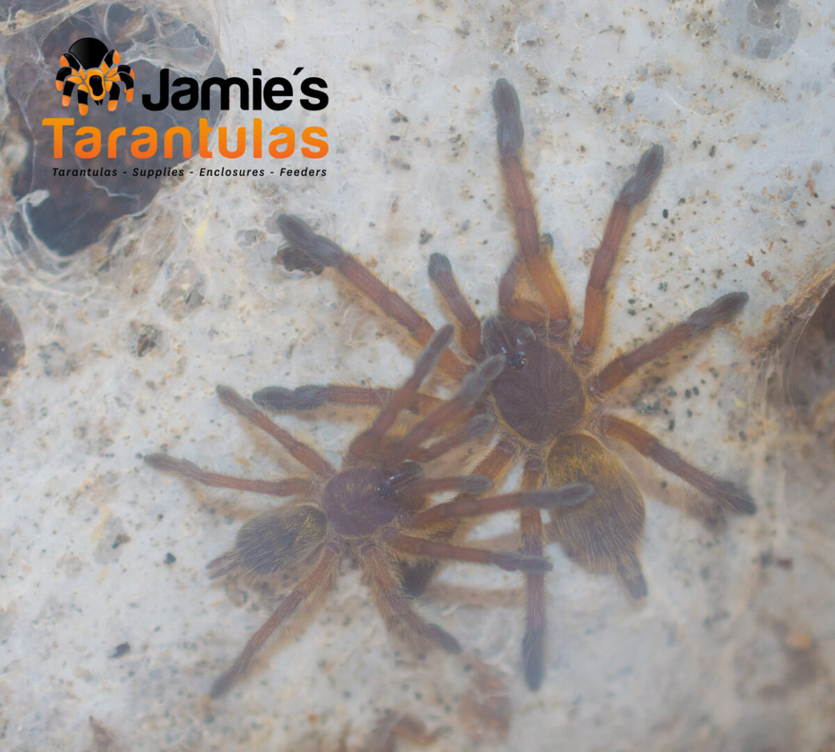 Harpactira pulchripes (Golden Blue Leg Baboon) Communal Part 1 – Jamie ...