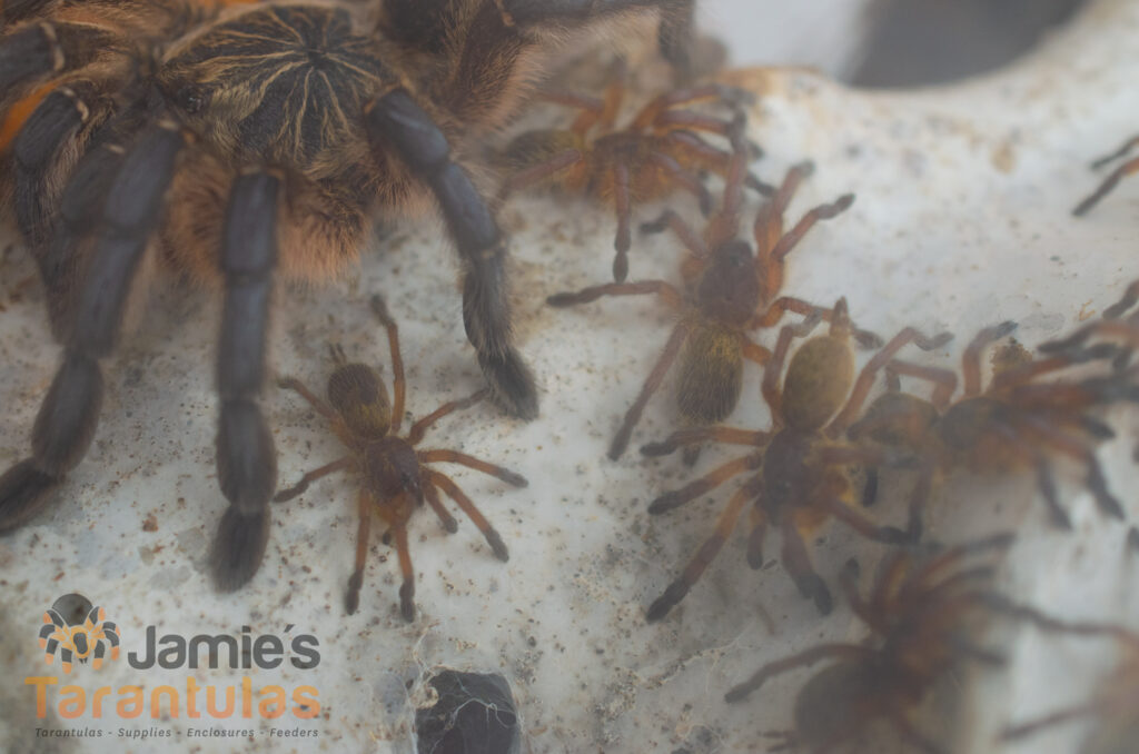 Harpactira pulchripes (Golden Blue Leg Baboon) Communal Part 1 – Jamie ...