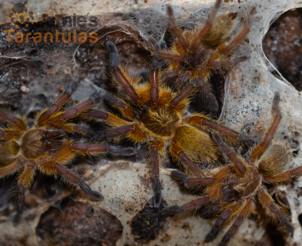 Harpactira pulchripes (Golden Blue Leg Baboon) Communal Part 1 – Jamie ...