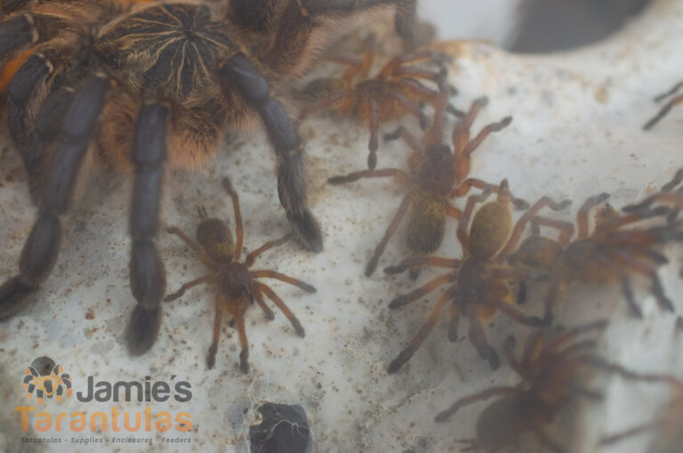 Harpactira pulchripes (Golden Blue Leg Baboon) Communal Part 1 – Jamie ...