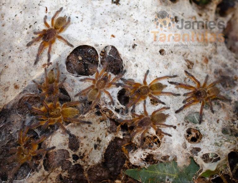 Harpactira pulchripes (Golden Blue Leg Baboon) Communal Part 1 – Jamie ...