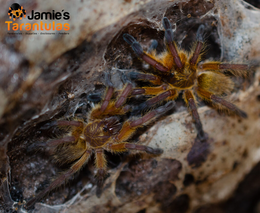 Harpactira pulchripes (Golden Blue Leg Baboon) Communal Part 1 – Jamie ...