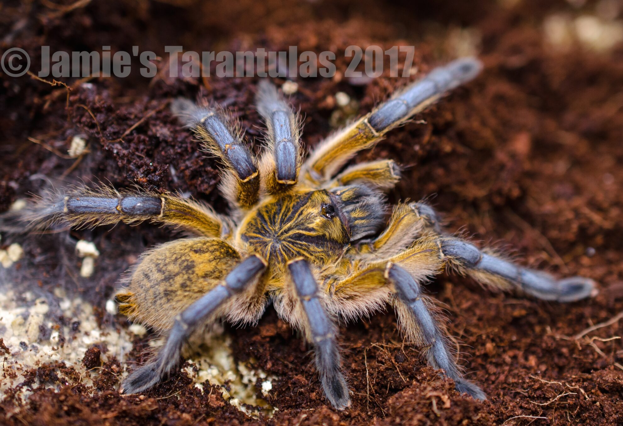 Harpactira pulchripes (Golden Blue Leg Baboon) Care Sheet – Jamie's ...