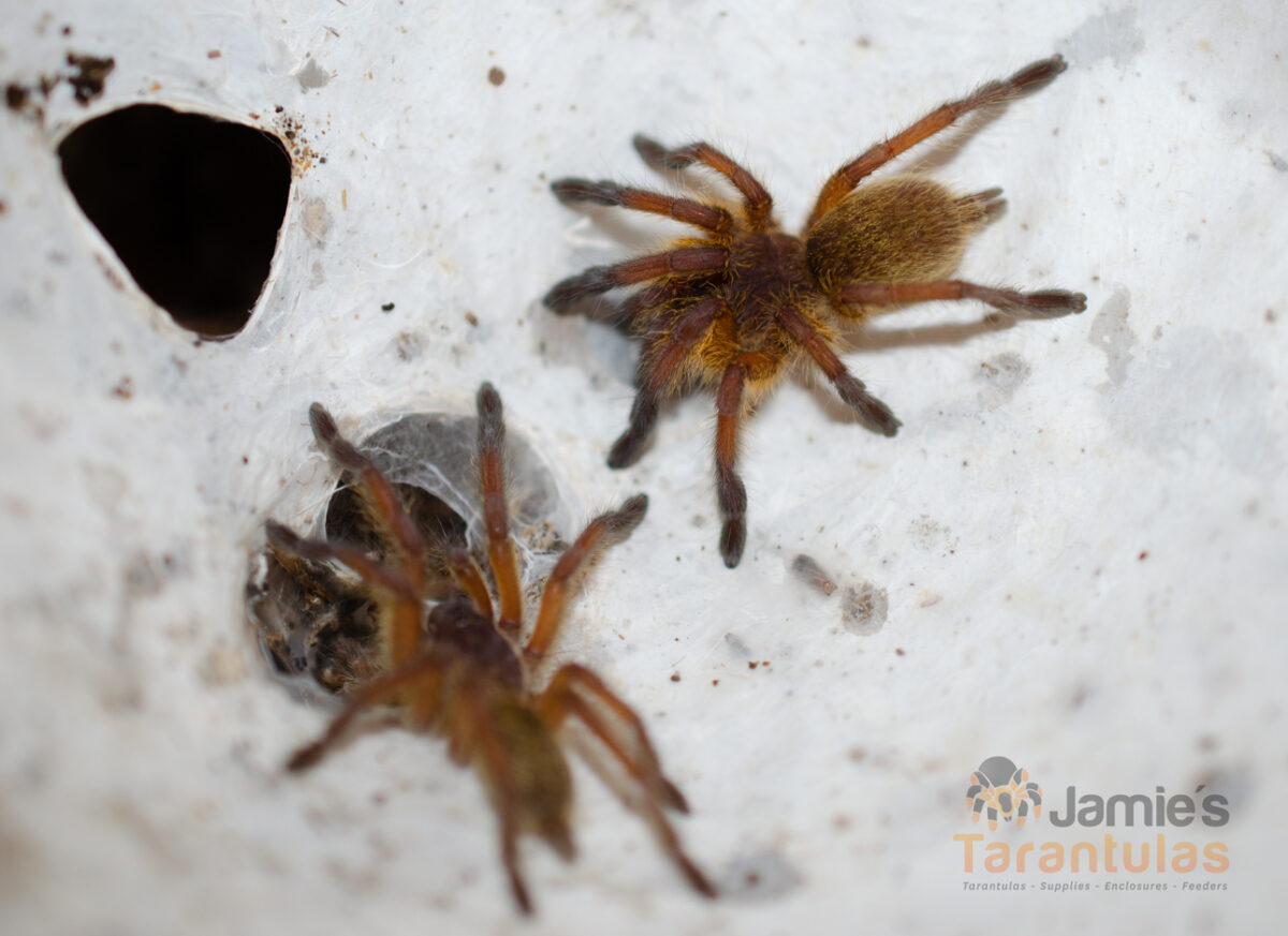 Harpactira pulchripes (Golden Blue Leg Baboon) Communal Part 1 – Jamie ...