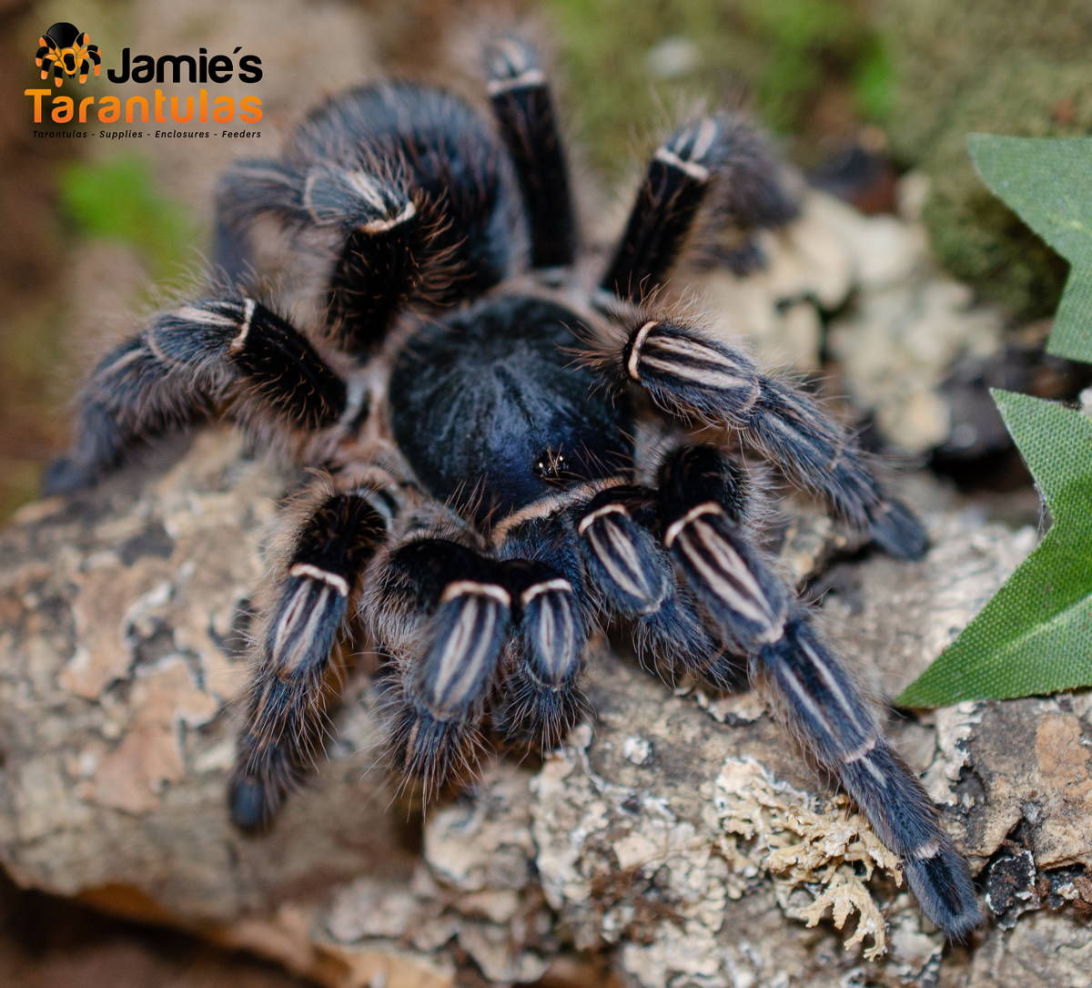 Aphonopelma seemanni (Costa Rican Stripe Knee / Zebra) Care Sheet ...