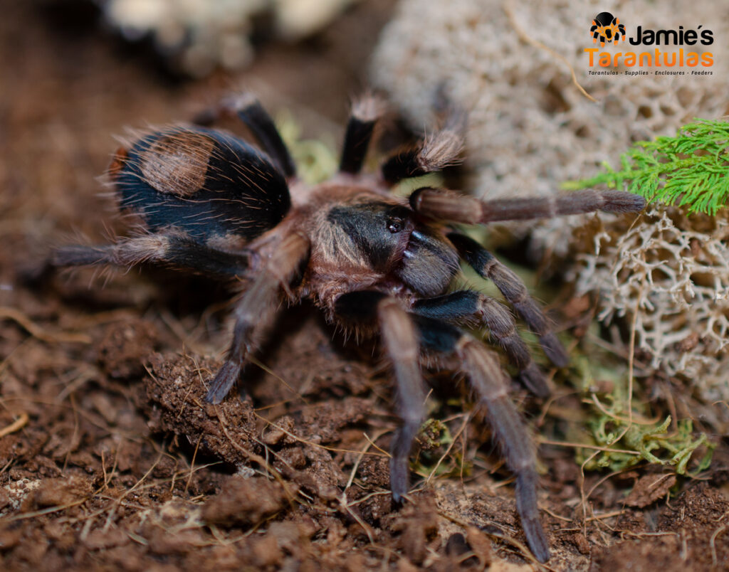 Cardiopelma cf. mascatum (Orange Flame Rump) Care Sheet – Jamie's ...