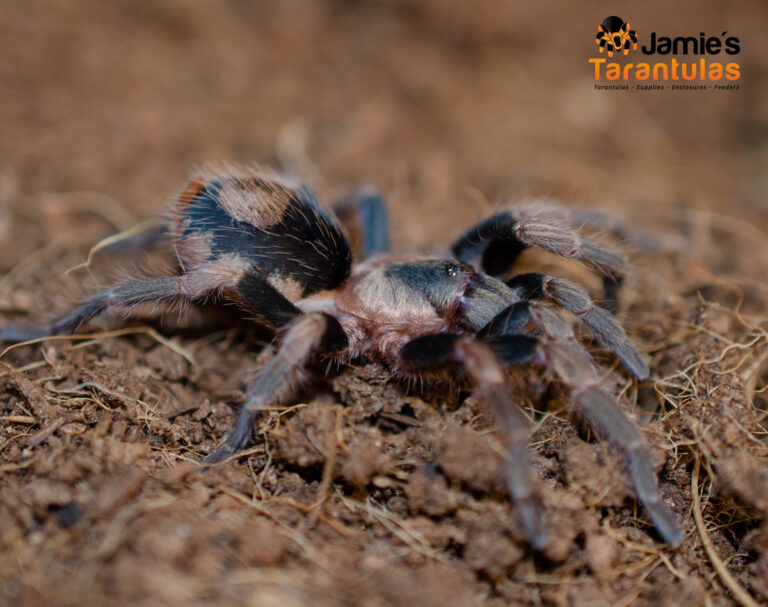 Cardiopelma cf. mascatum (Orange Flame Rump) Care Sheet – Jamie's ...