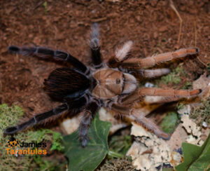 Aphonopelma sp. diamondback Veracruz Care Sheet – Jamie's Tarantula Blog