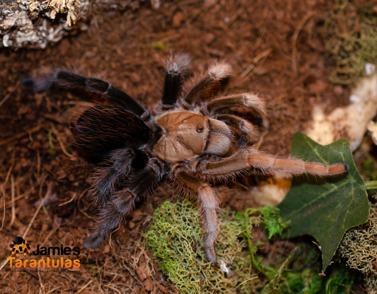 Aphonopelma sp. diamondback Veracruz Care Sheet – Jamie's Tarantula Blog