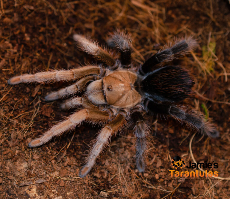 Aphonopelma sp. diamondback Veracruz Care Sheet – Jamie's Tarantula Blog