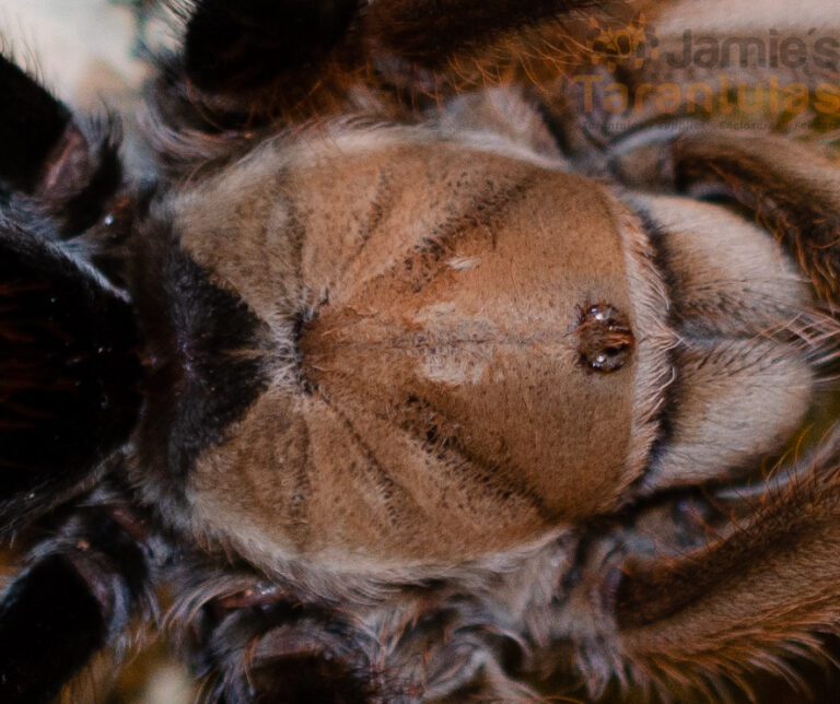 Aphonopelma sp. diamondback Veracruz Care Sheet – Jamie's Tarantula Blog