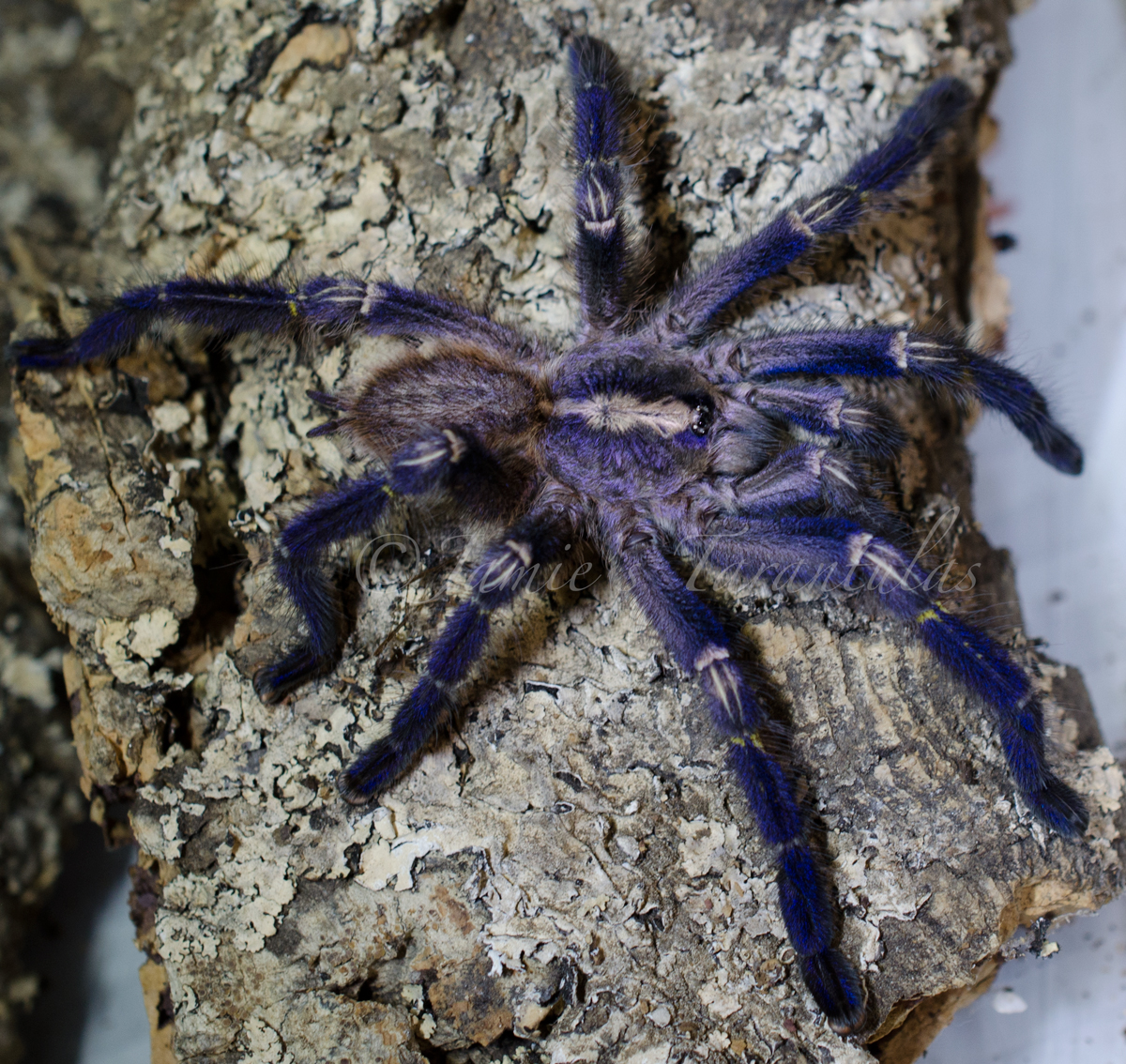 Sexual Dimorphism & How Tarantulas Change As They Grow – Jamie's ...