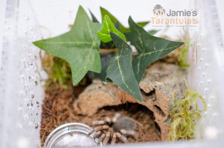 Jamie's Tarantula Blog – It's everything tarantula… and more!